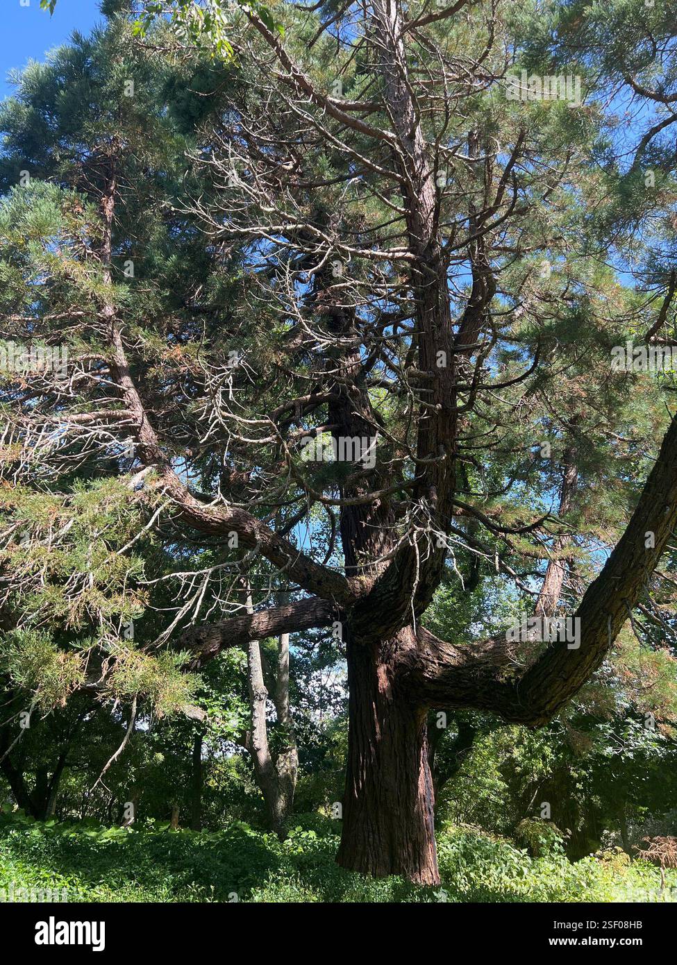 pine family (Pinaceae), Plantae, Victoria Esplanade, Palmerston North ...