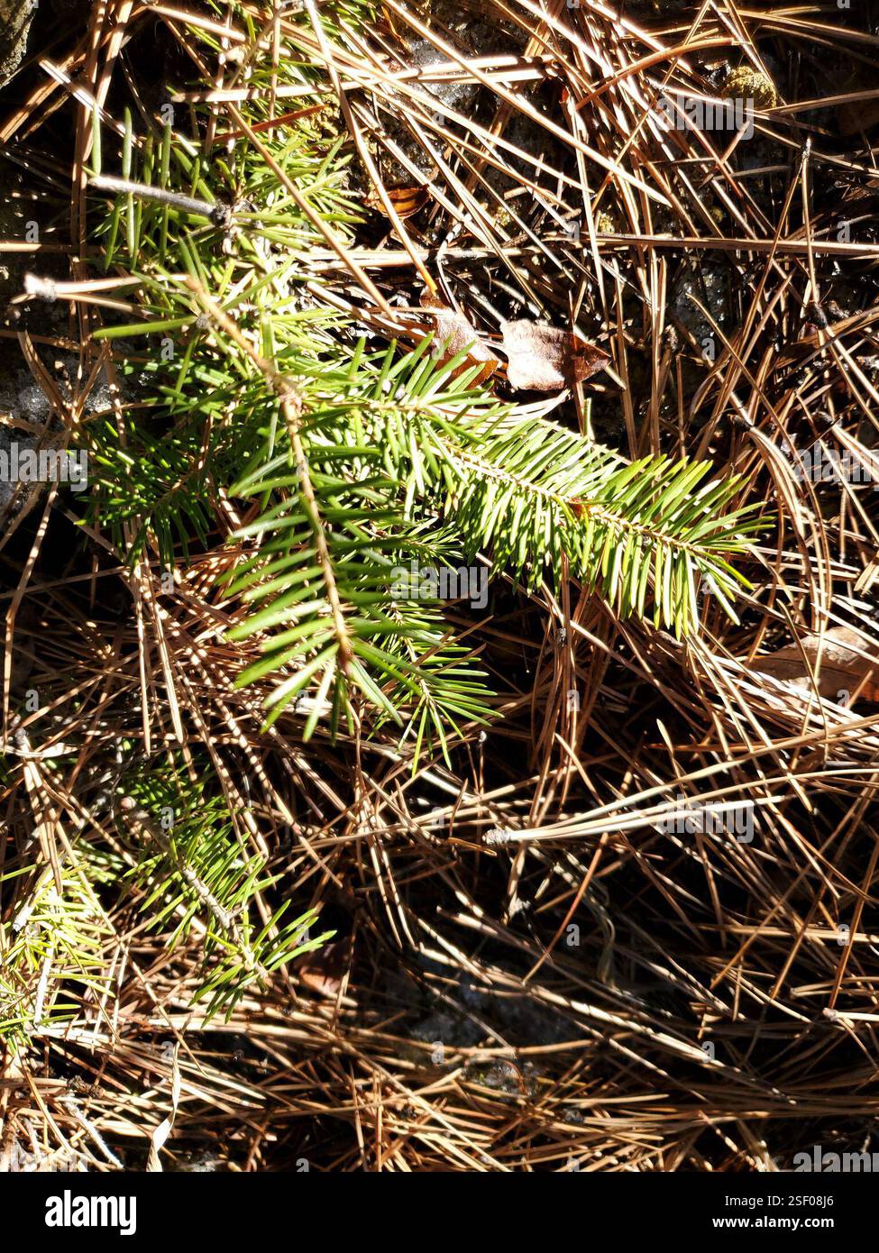 common Douglas-fir (Pseudotsuga menziesii), Plantae, Fergus County, MT ...