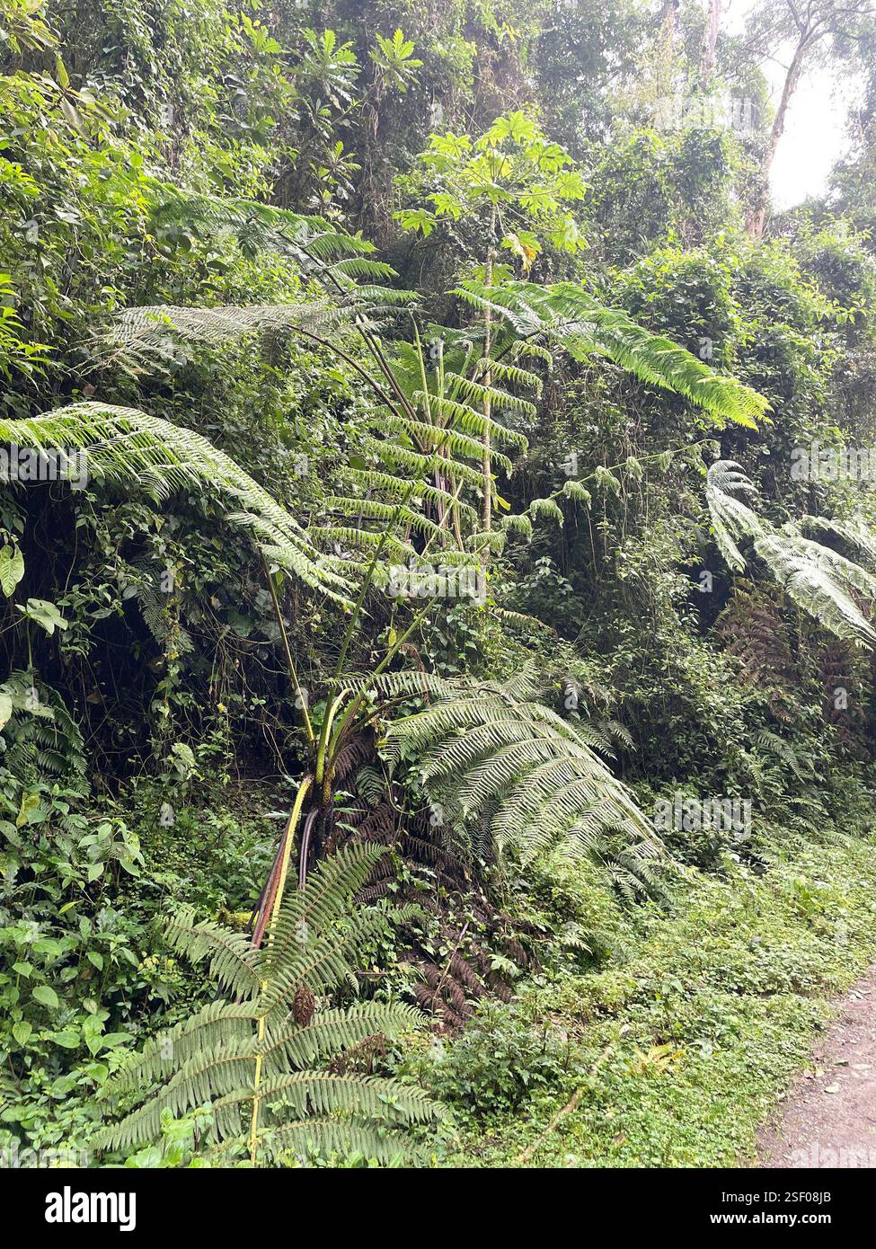 scaly tree ferns (Cyatheaceae), Plantae, Salento, CO-QD, CO Stock Photo ...