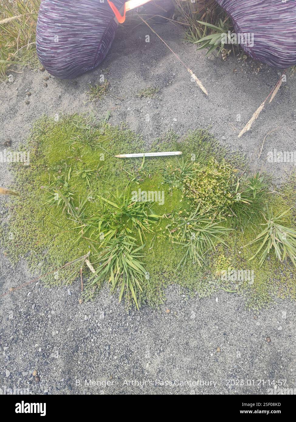 mat daisy (Raoulia tenuicaulis), Plantae, Arthur's Pass, New Zealand ...