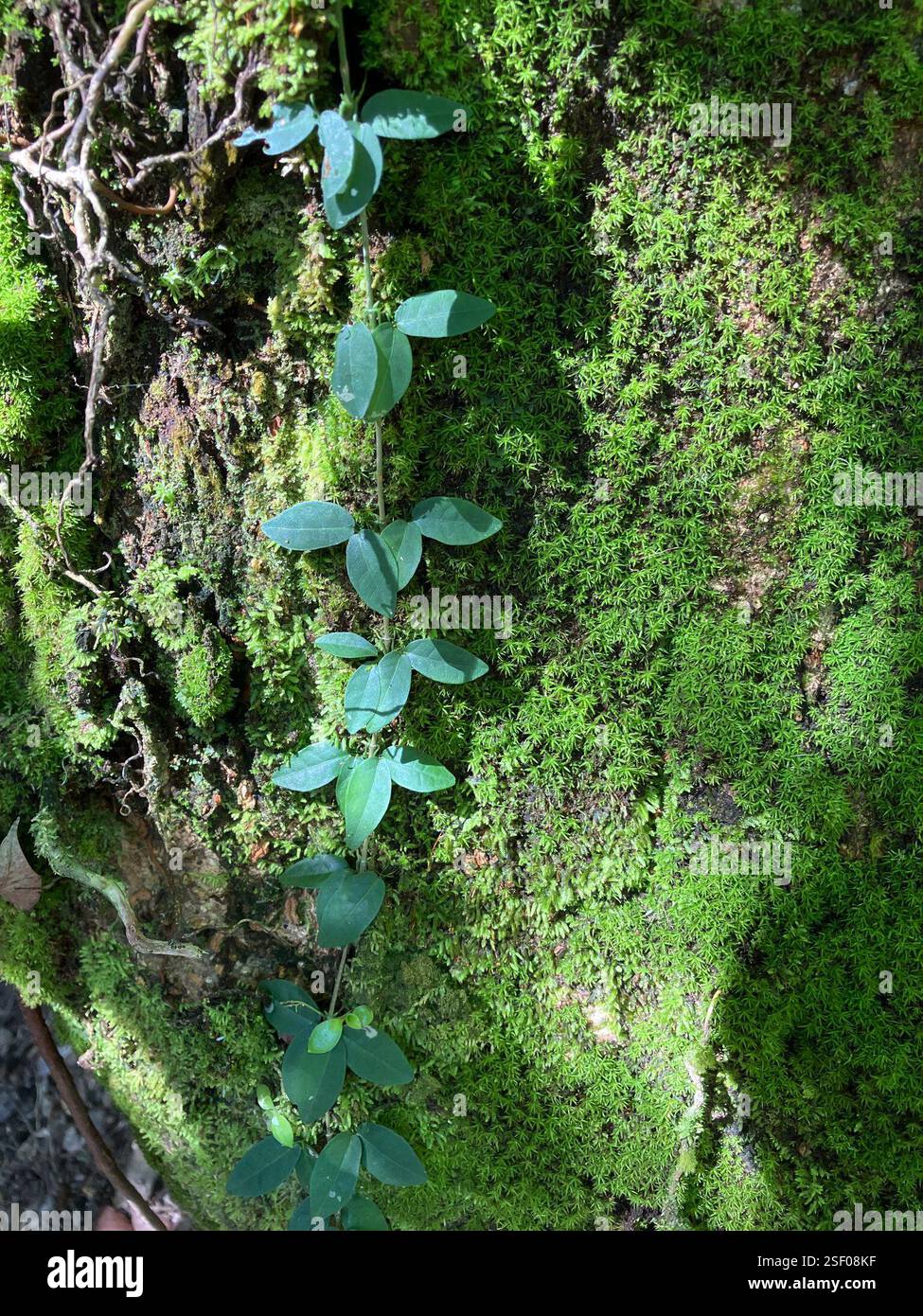 Catclaw vine (Dolichandra unguis-cati), Plantae, Saint Peter, MS Stock ...