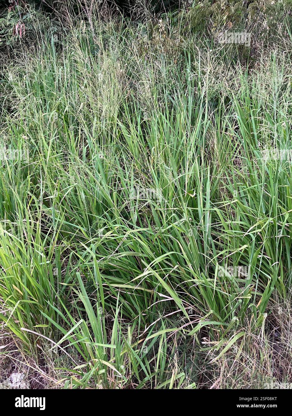 guinea grass (Megathyrsus maximus), Plantae, Saint Peter, MS Stock ...