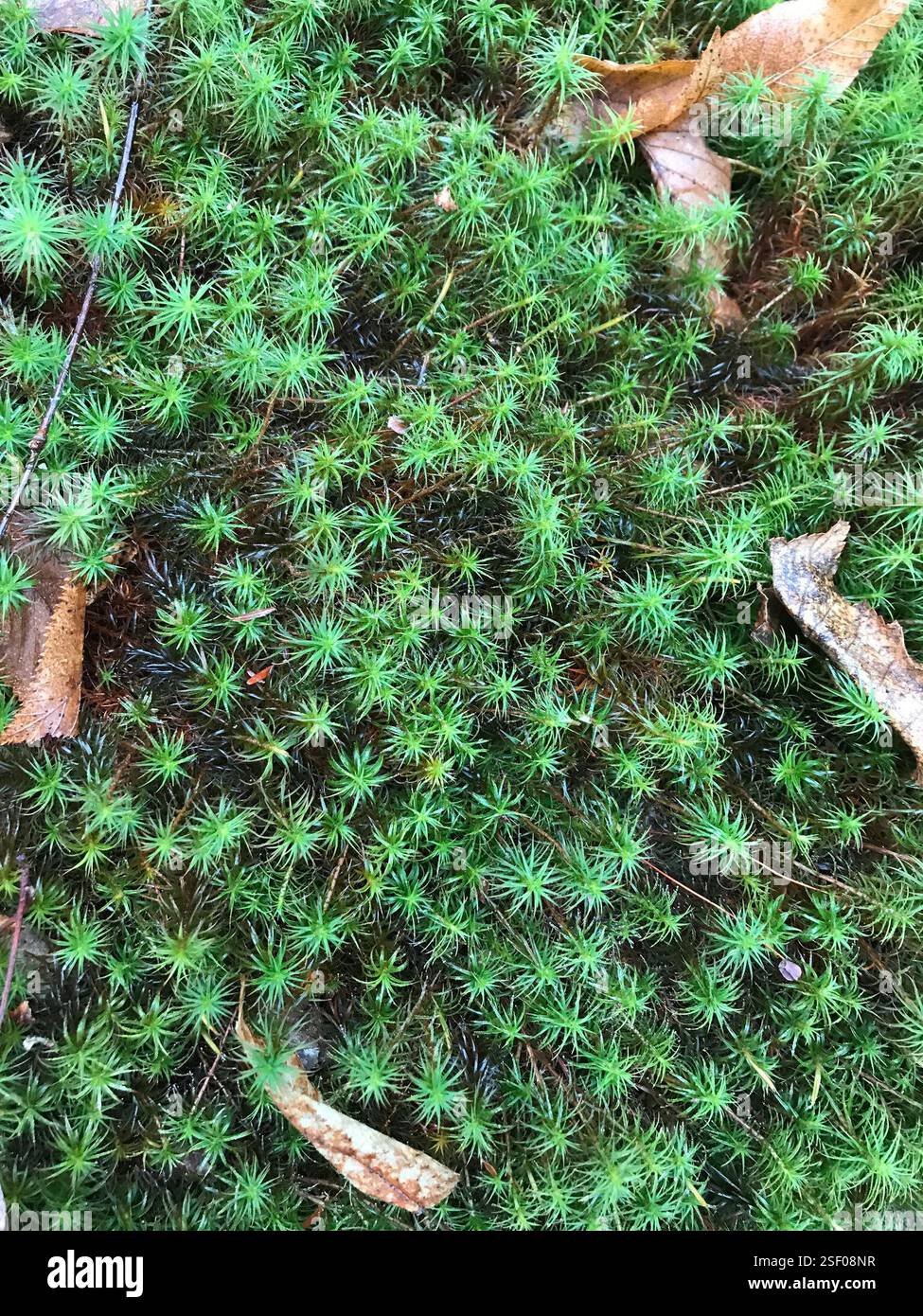 Common Haircap Moss (Polytrichum commune), Plantae, Sanford, ME, US ...