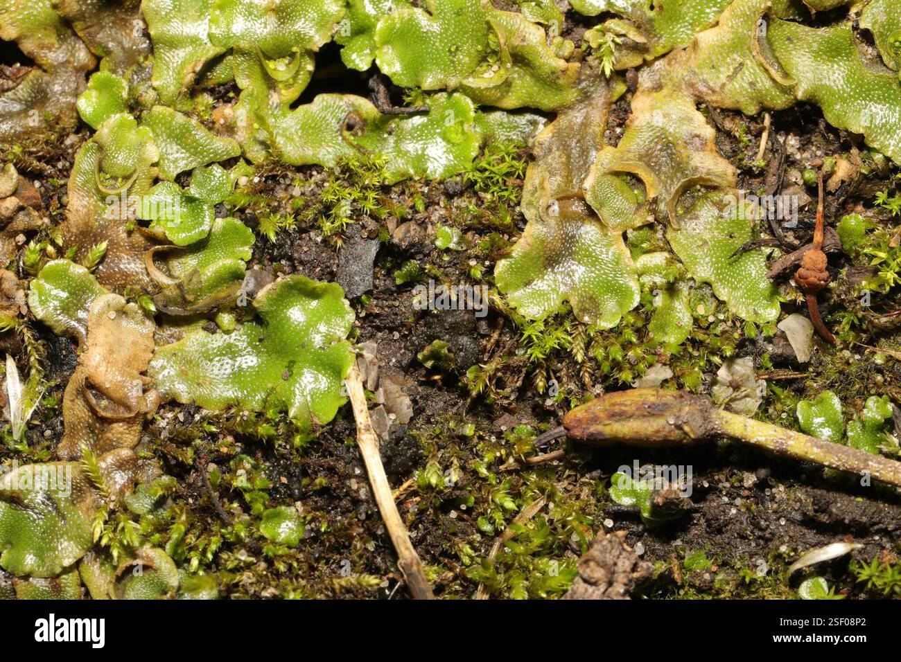 Crescent-cup liverwort (Lunularia cruciata), Plantae, Sefton Park ...