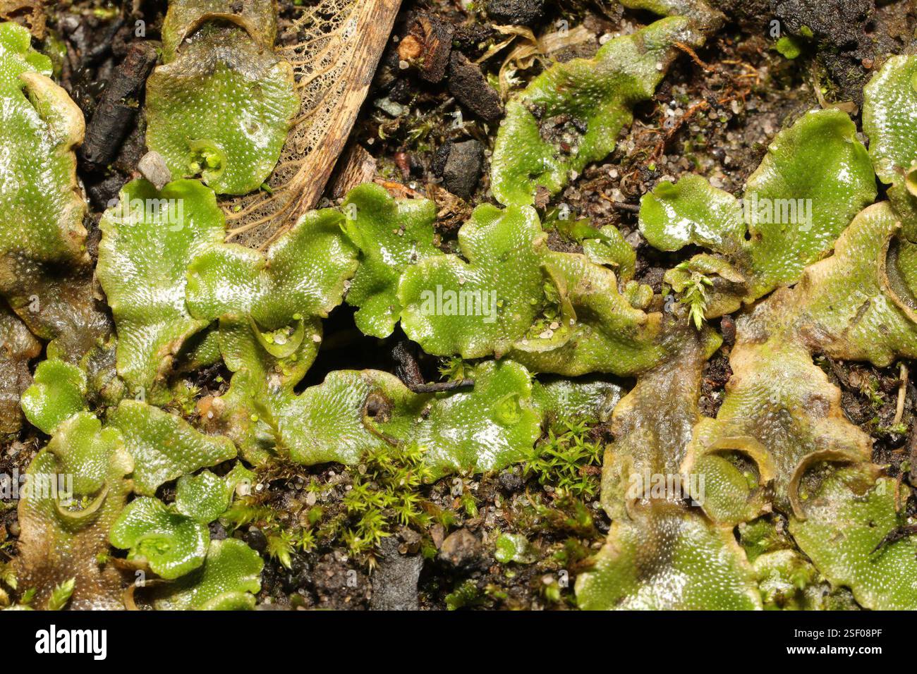 Crescent-cup liverwort (Lunularia cruciata), Plantae, Sefton Park ...