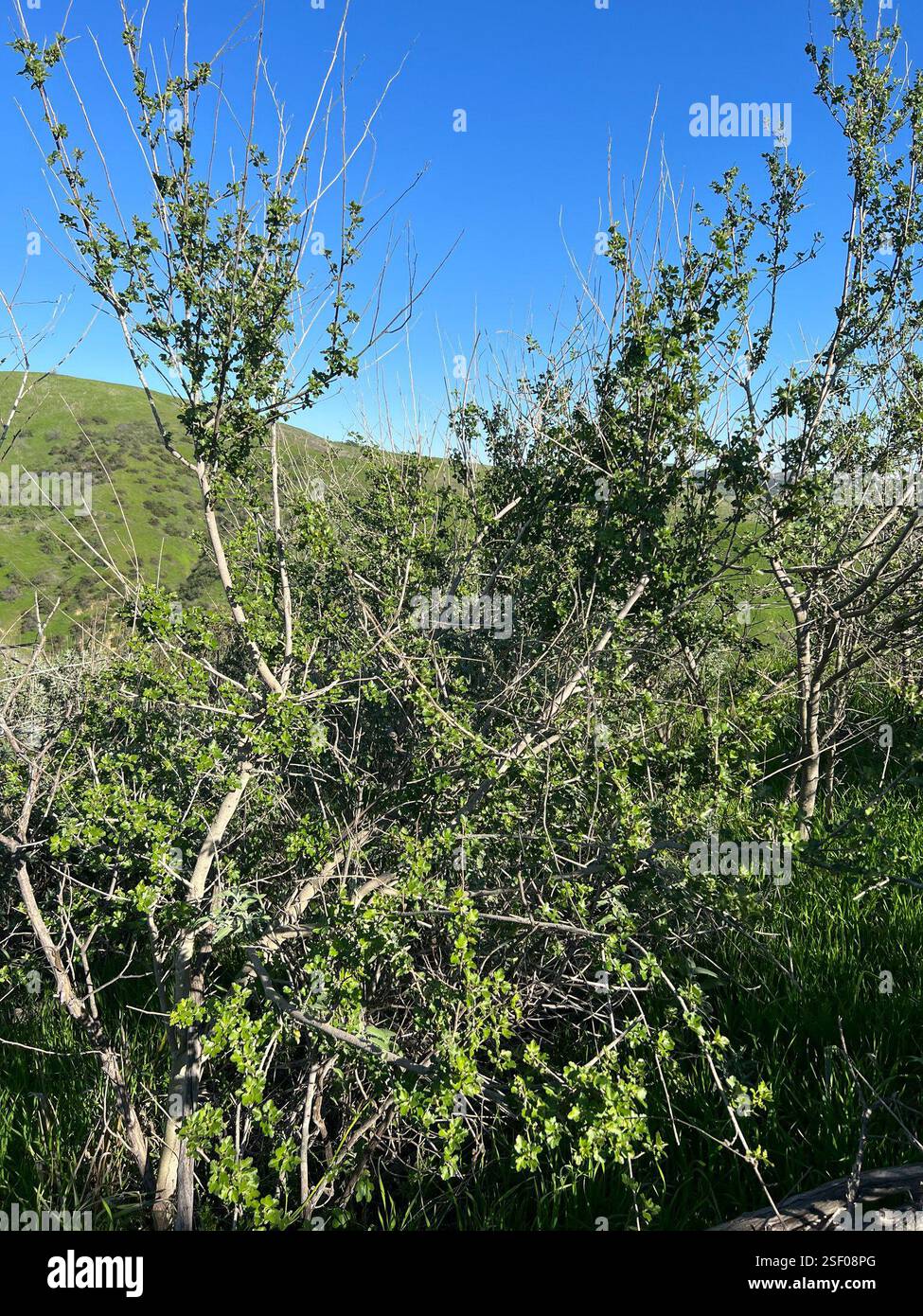 southern coastal bushmallow (Malacothamnus fasciculatus), Plantae ...