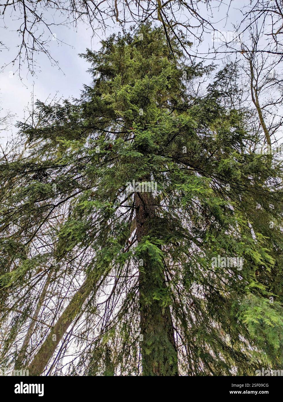 western hemlock (Tsuga heterophylla), Plantae, Burnaby, BC V3N 4G7 ...