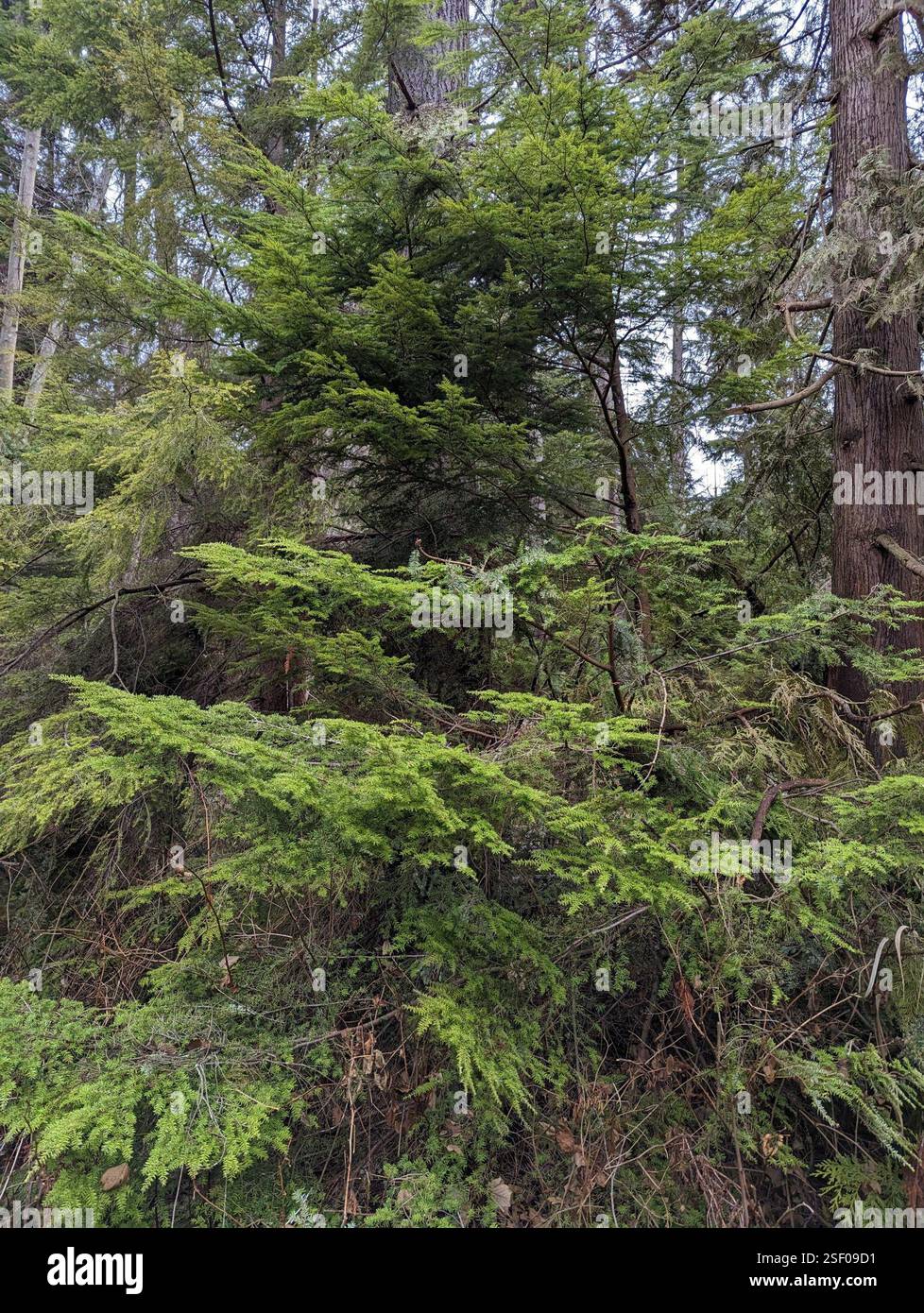 western hemlock (Tsuga heterophylla), Plantae, Vancouver, BC V6G ...