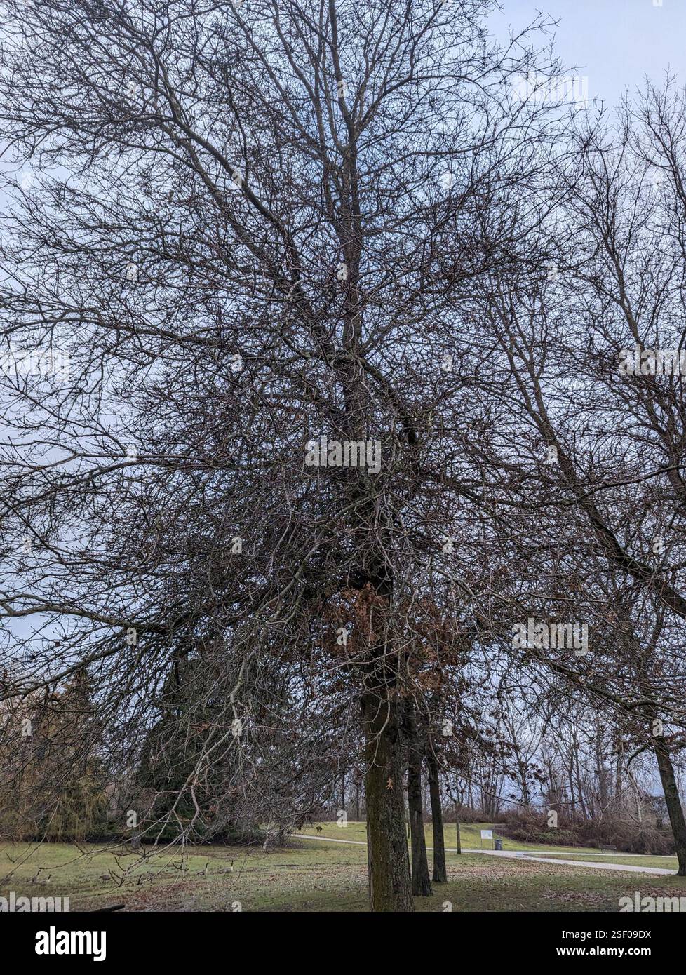 oaks (Quercus), Plantae, Vancouver, BC V6R 1B5, Canada Stock Photo - Alamy