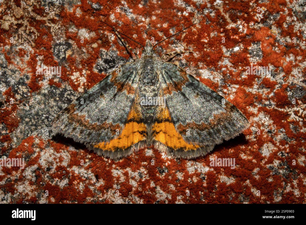 Creekbed Orange Underwing (Paranotoreas zopyra), Insecta, Southland ...