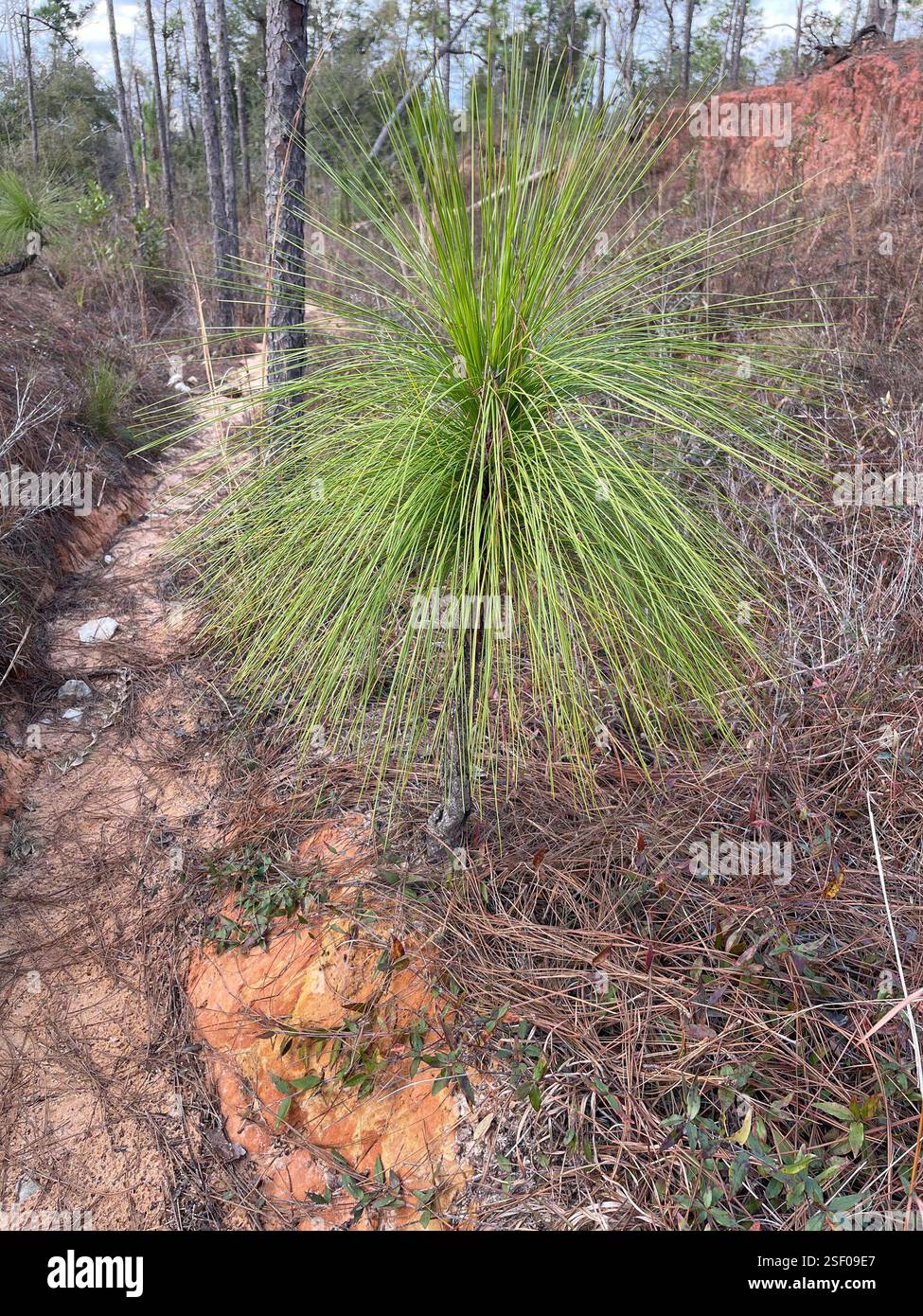 longleaf pine (Pinus palustris), Plantae, Torreya State Park, Bristol ...