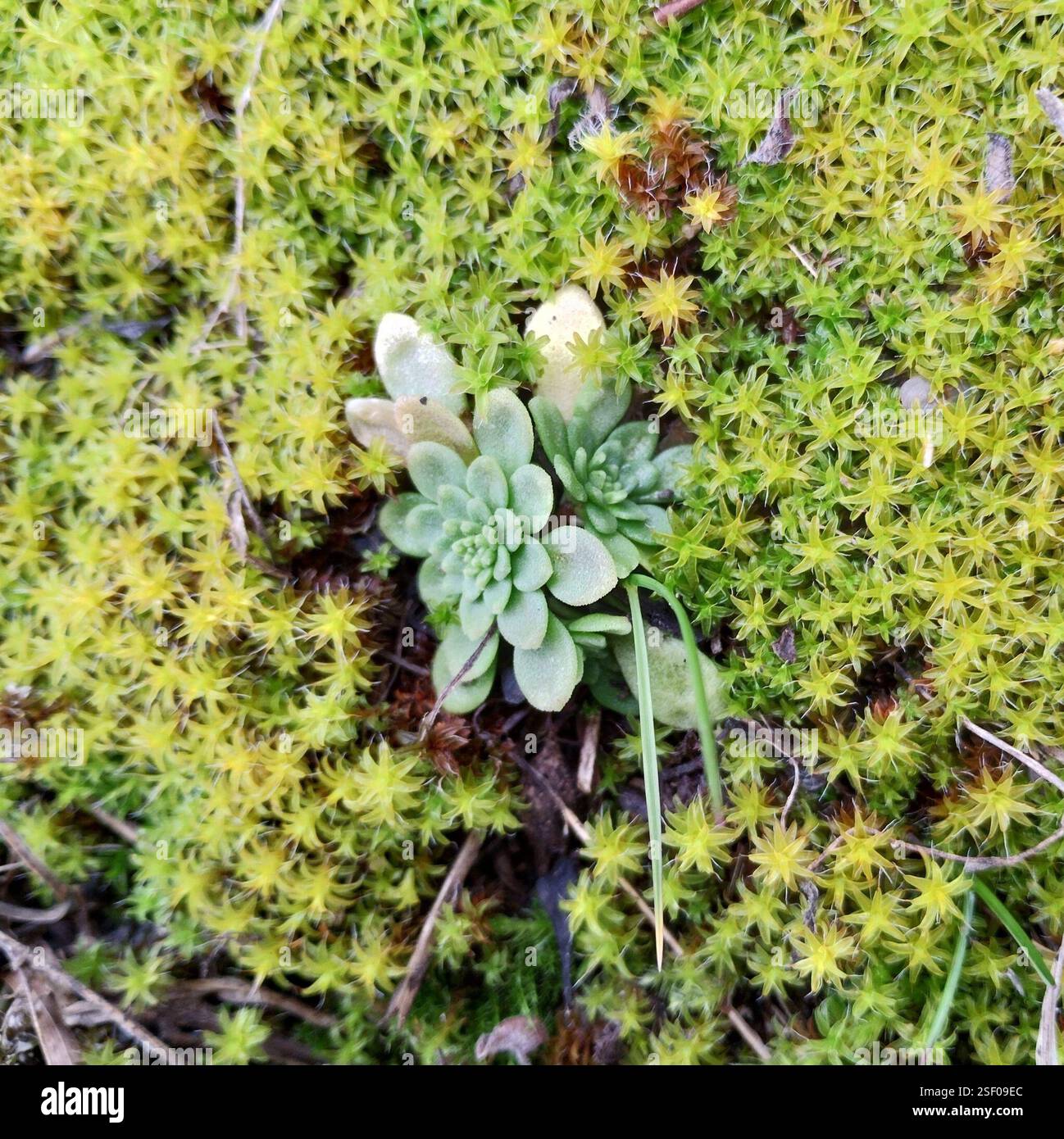Pink Stonecrop (Sedum cepaea), Plantae, Kosanin dol, Pancharevo ...
