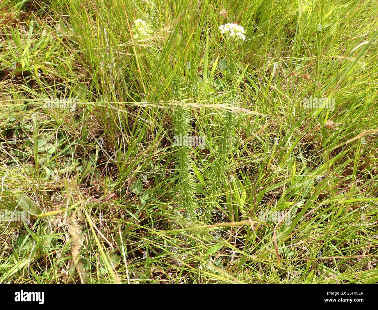 (Selago tarachodes), Plantae, Mgangeni, Maphephetha, South Africa ...
