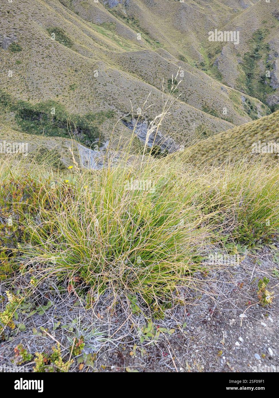 Narrow-leaved Snow Tussock (Chionochloa rigida), Plantae, Treble Cone ...