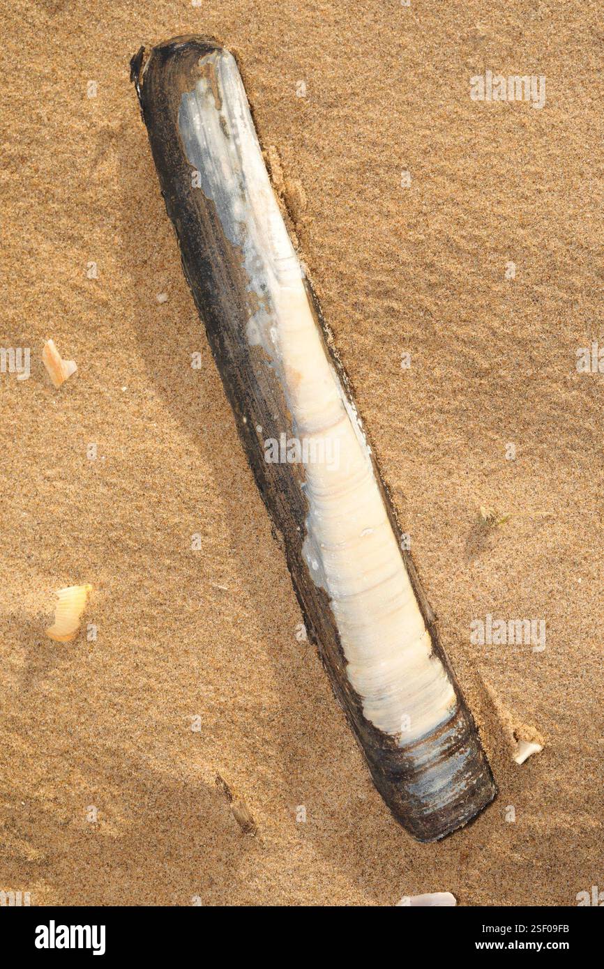 Pod Razor (Ensis siliqua), Mollusca, Derby Pool, Wallasey Beach ...