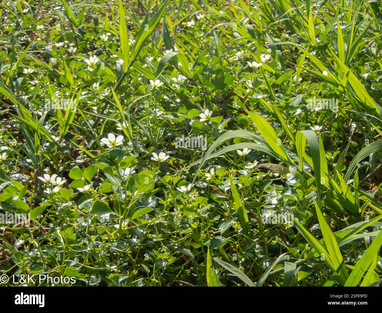Herb-of-Grace (Bacopa monnieri), Plantae, Belize District, Belize Stock ...