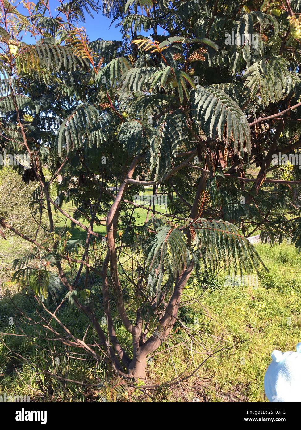 Plume Albizia (Paraserianthes lophantha), Plantae, Cedar St, CA, US ...