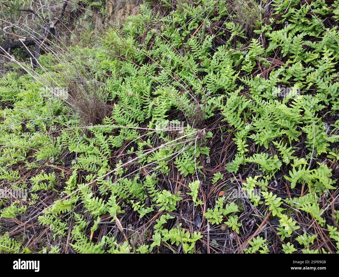 California Polypody (Polypodium californicum), Plantae, Torrey Preserve ...