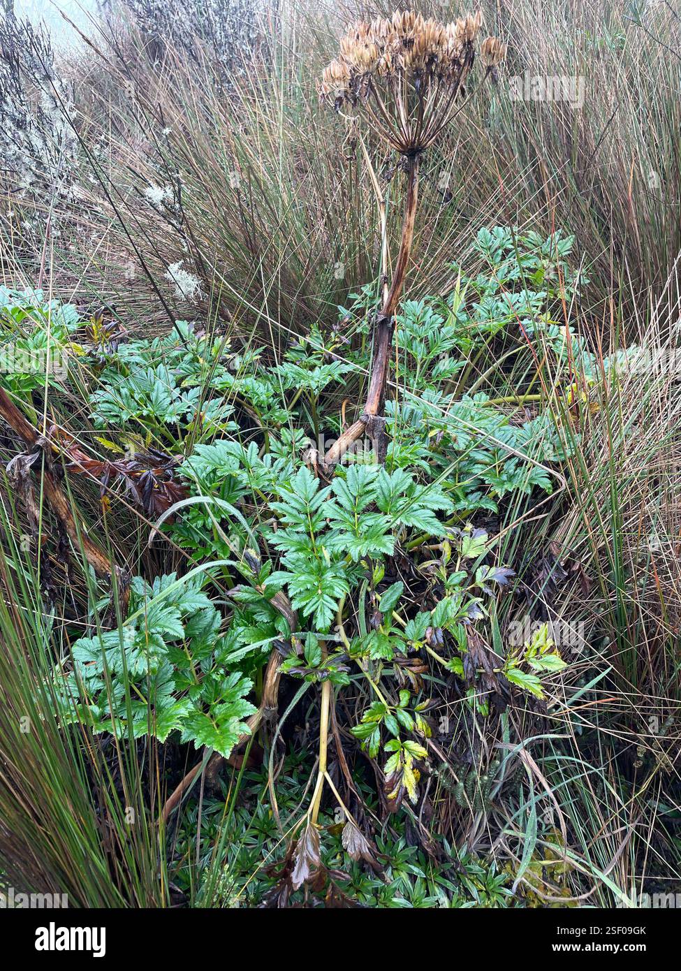 vascular plants (Tracheophyta), Plantae, Herveo, Los Nevados, CO-TO, CO ...