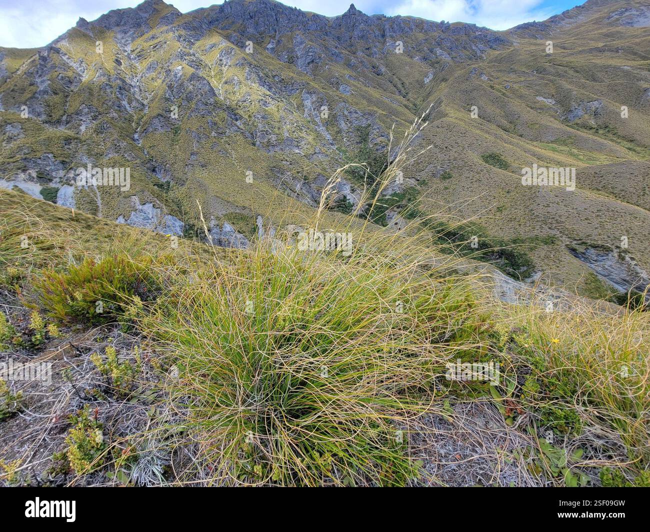 Narrow-leaved Snow Tussock (Chionochloa rigida), Plantae, Treble Cone ...