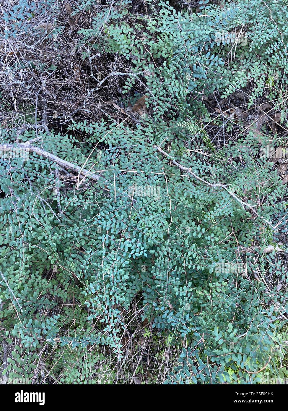 Coffee Fern (Pellaea andromedifolia), Plantae, Mount Diablo State Park ...
