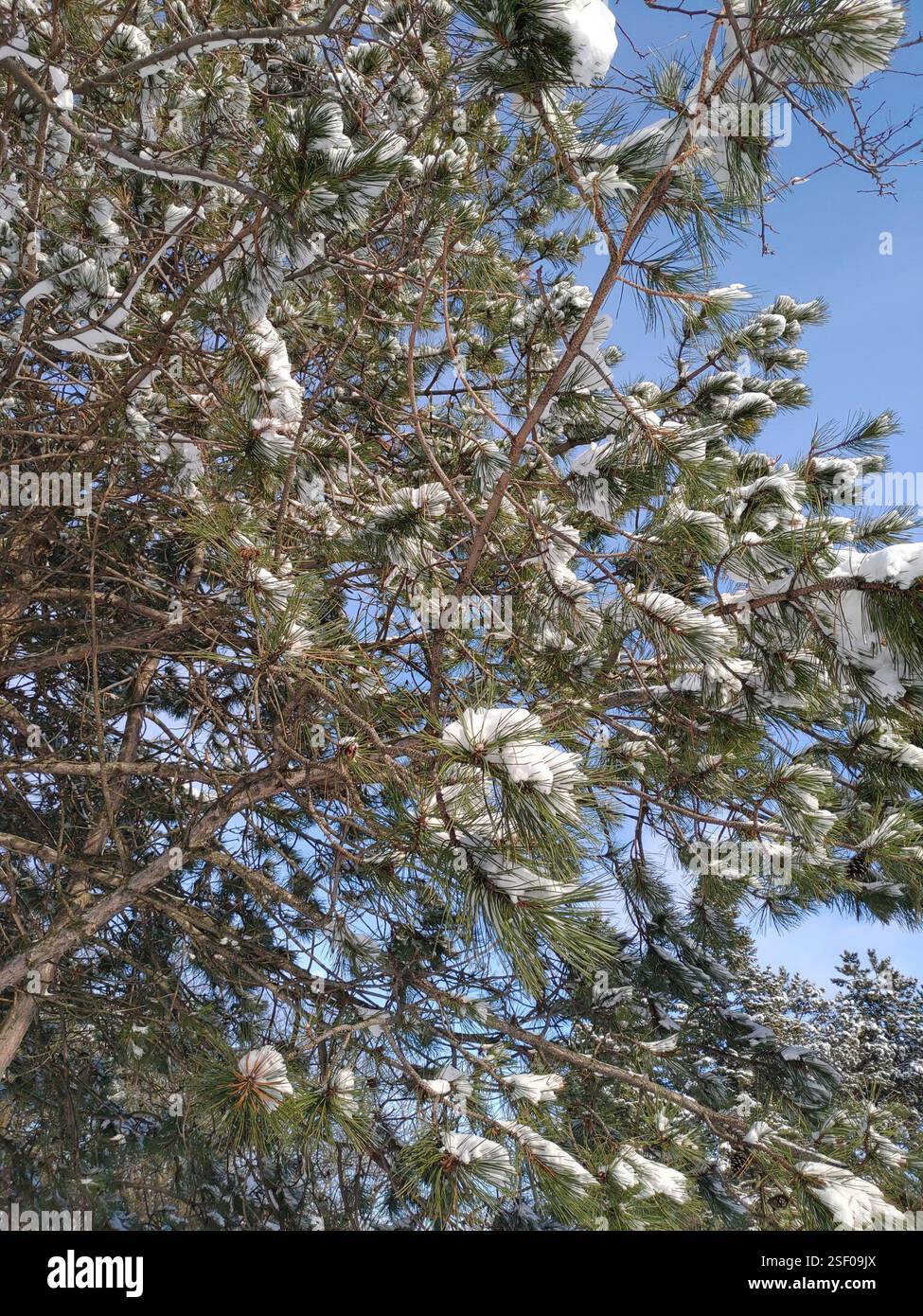 hard pines (Pinus), Plantae, Markham, ON L3P 4E1, Canada Stock Photo ...
