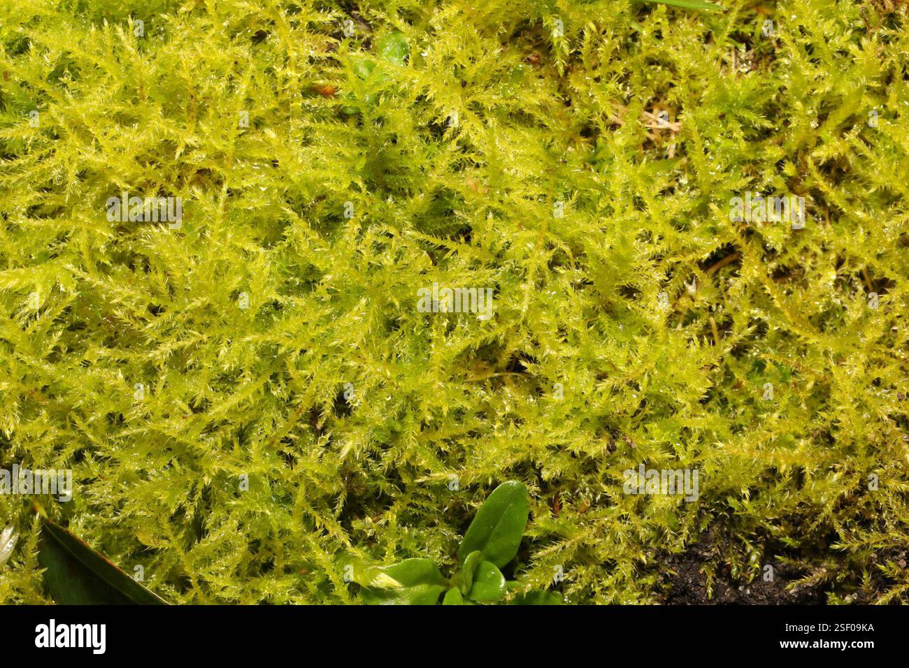 Common Feather-moss (Kindbergia praelonga), Plantae, Sefton Park ...