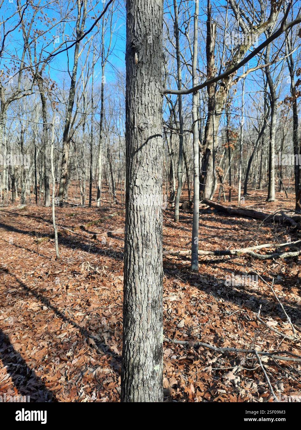 pignut hickory (Carya glabra), Plantae, Lagrangeville, NY 12540, USA ...
