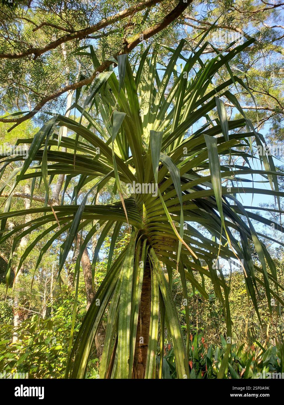 thatch screwpine (Pandanus tectorius), Plantae, Twin Falls Maui ...