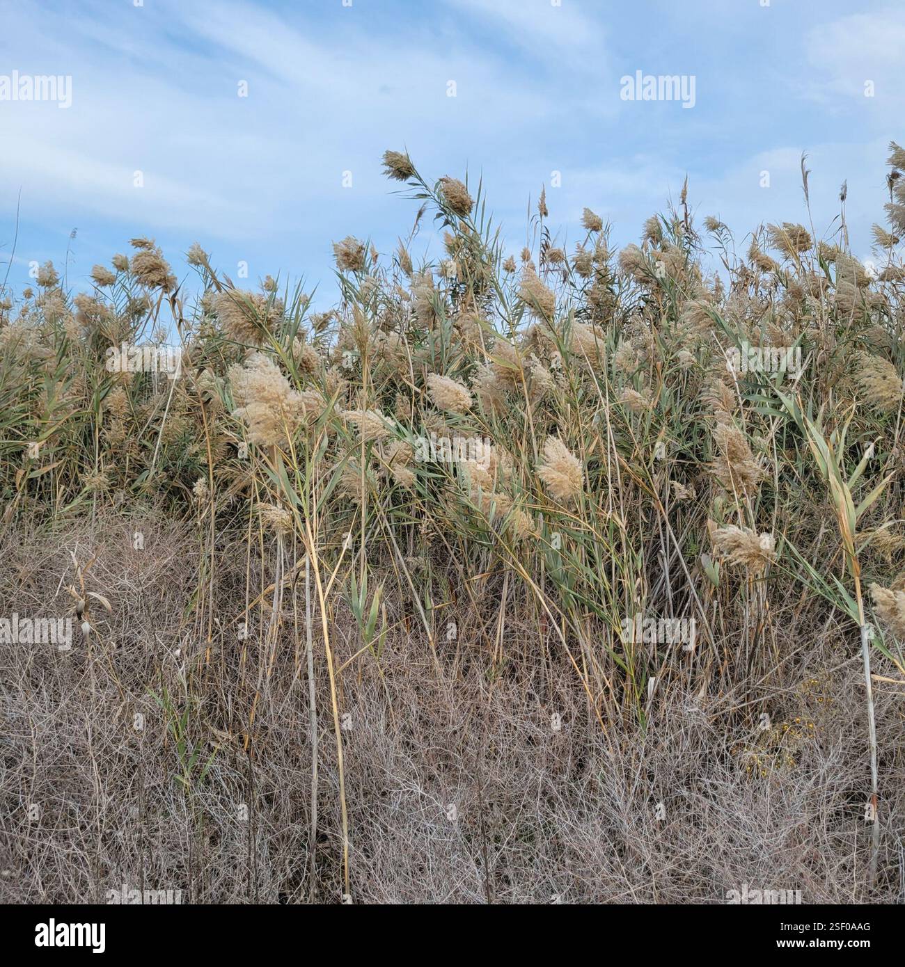 common reed (Phragmites australis), Plantae, Emek HaMayanot, Israel ...