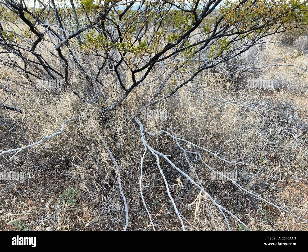 Bush Muhly (Muhlenbergia porteri), Plantae, Otero County, US-NM, US ...