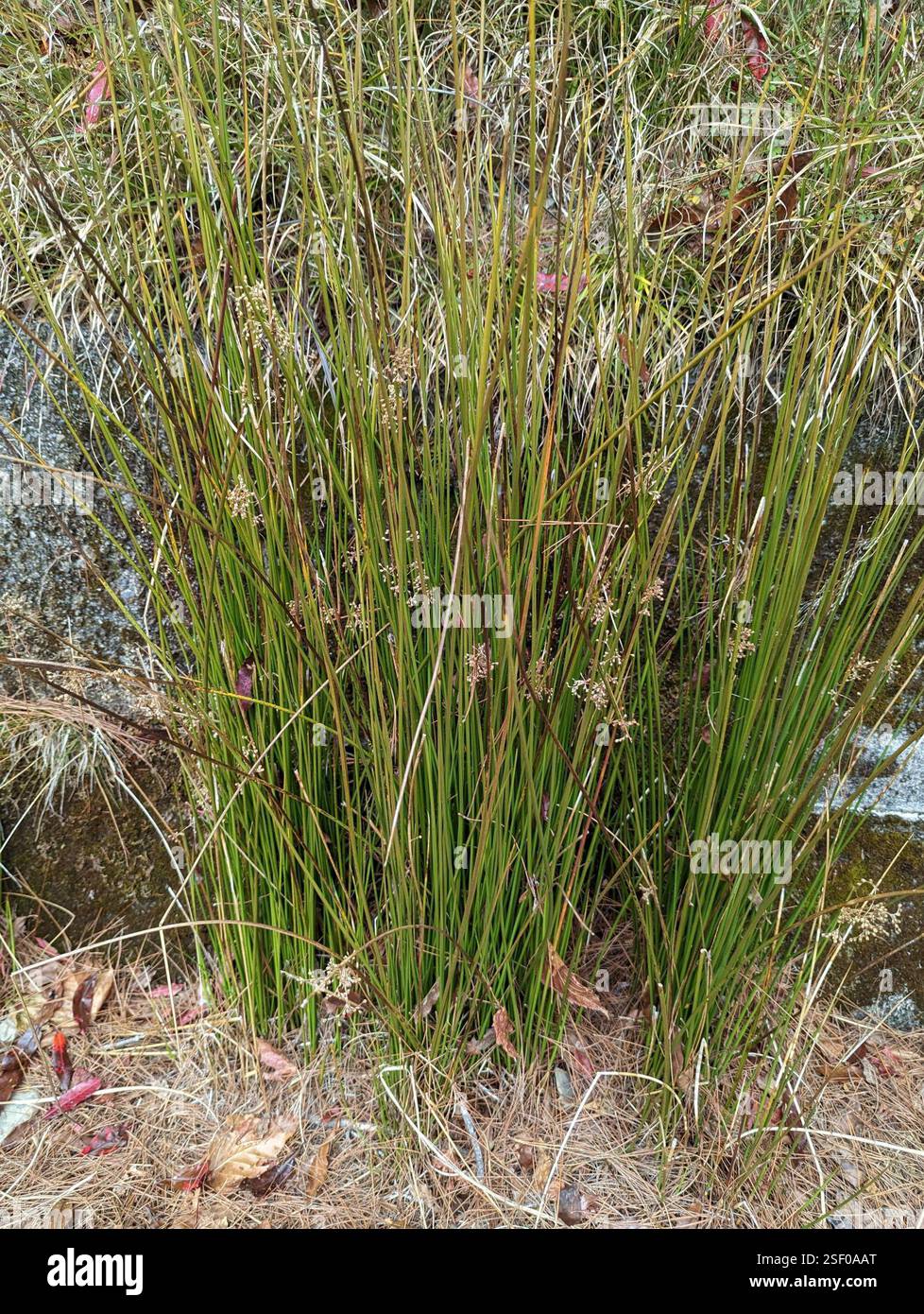 Soft Rush (Juncus effusus), Plantae, 424, Taiwan, Taichung City, Heping ...