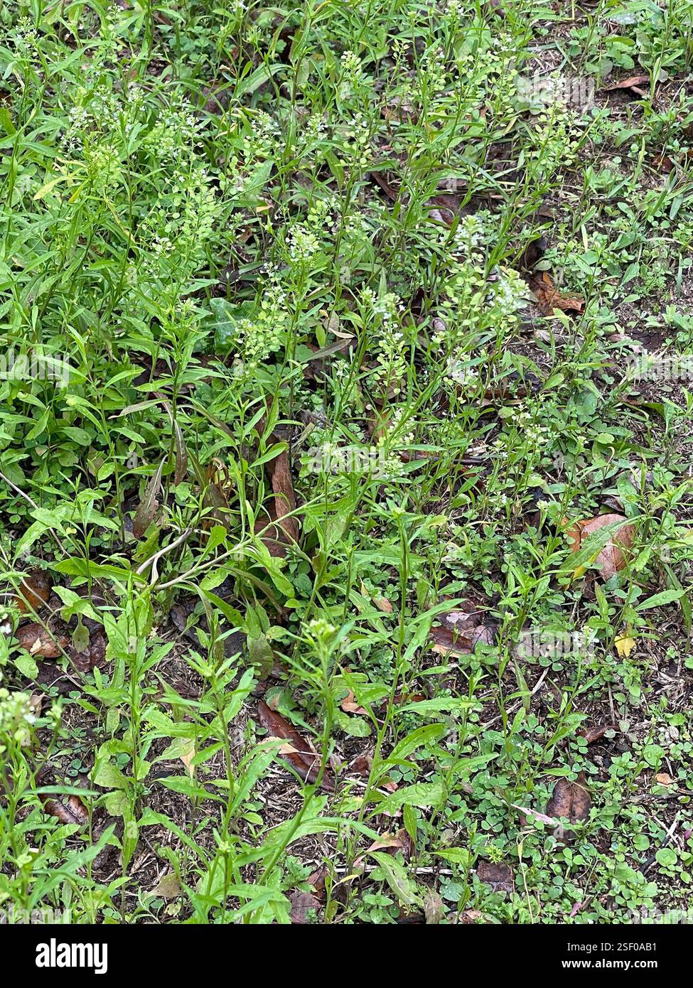 Virginia pepperweed (Lepidium virginicum), Plantae, Torreya State Park ...