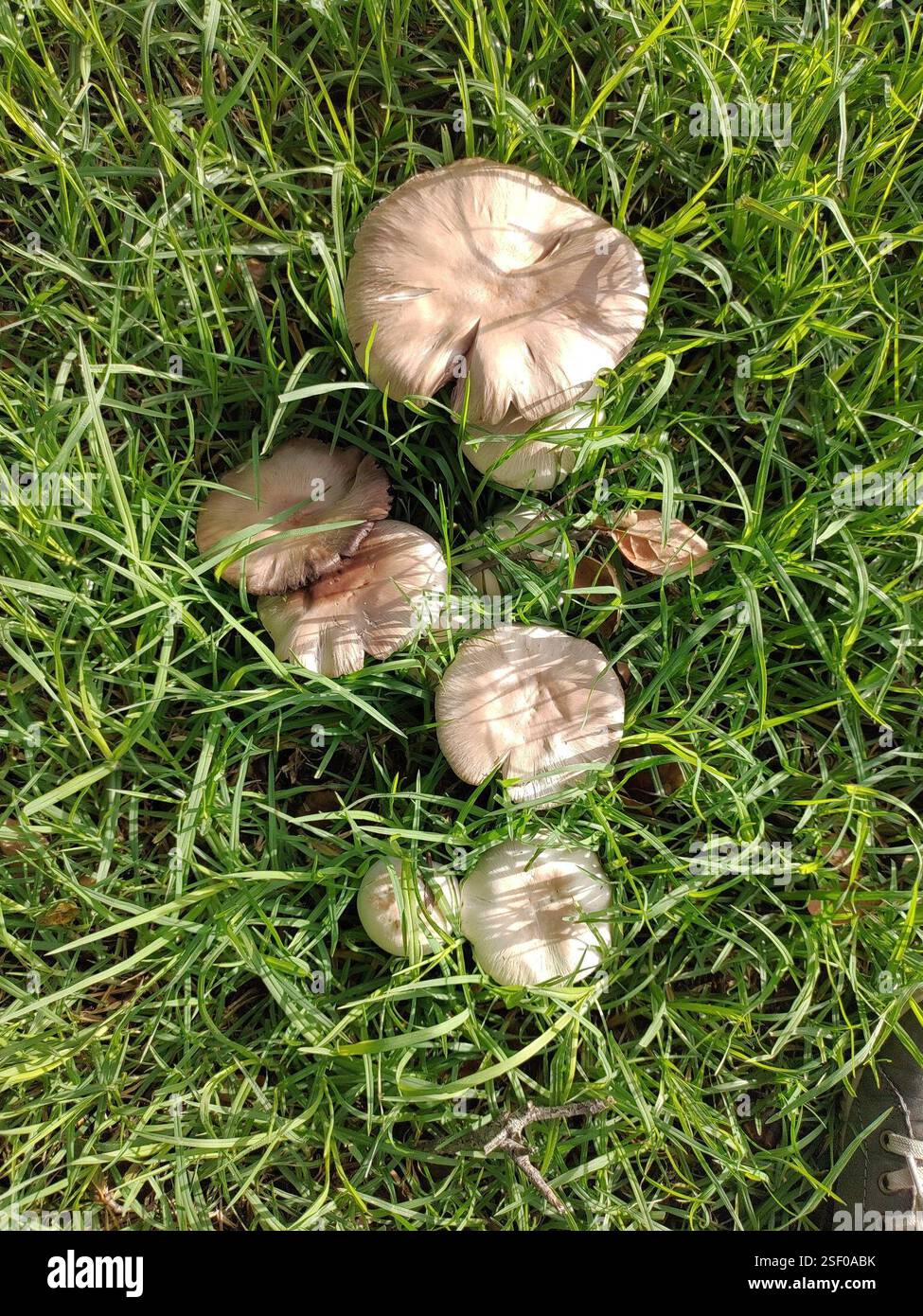 California Agaricus (Agaricus californicus), Fungi, James K. Moffitt ...