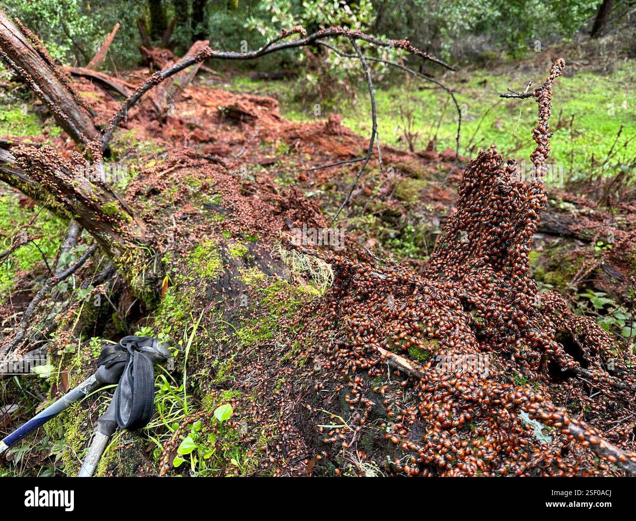 Convergent Lady Beetle (Hippodamia convergens), Insecta, Upper Stevens ...