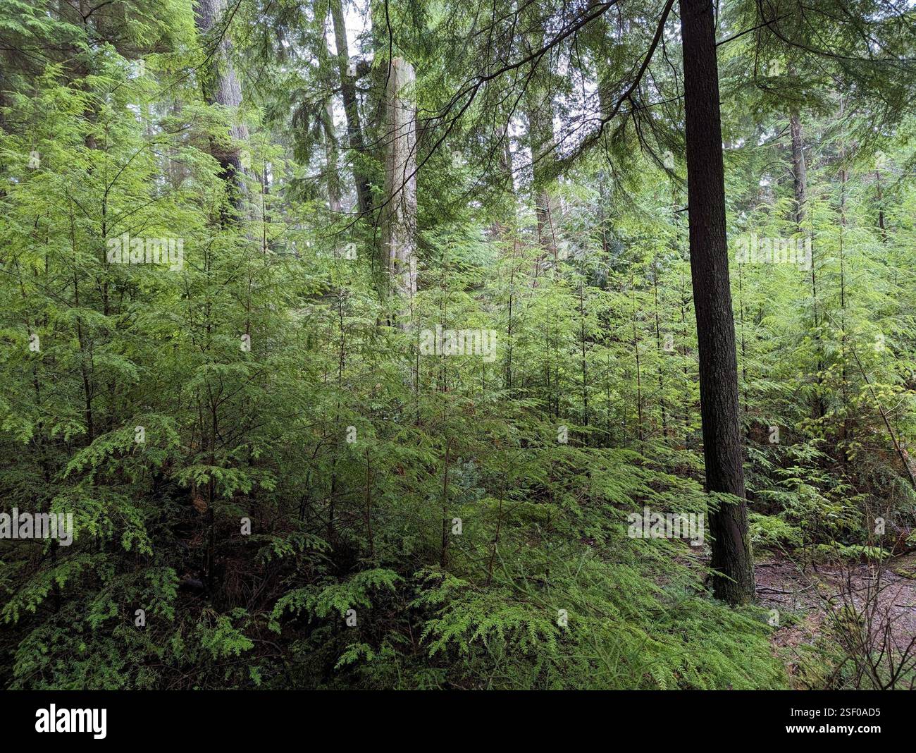 western hemlock (Tsuga heterophylla), Plantae, Vancouver, BC V6G ...