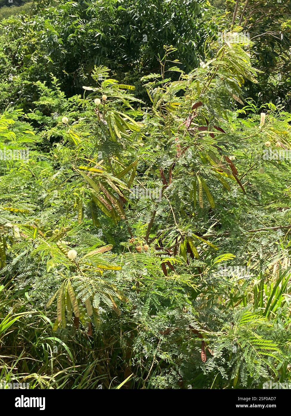 White leadtree (Leucaena leucocephala), Plantae, Saint Anthon, MS Stock ...