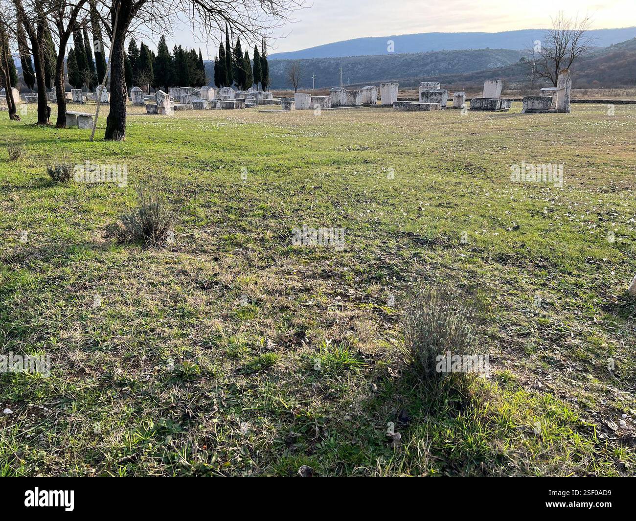 (Colchicum hungaricum), Plantae, M6, Stolac, Federacija Bosne i ...