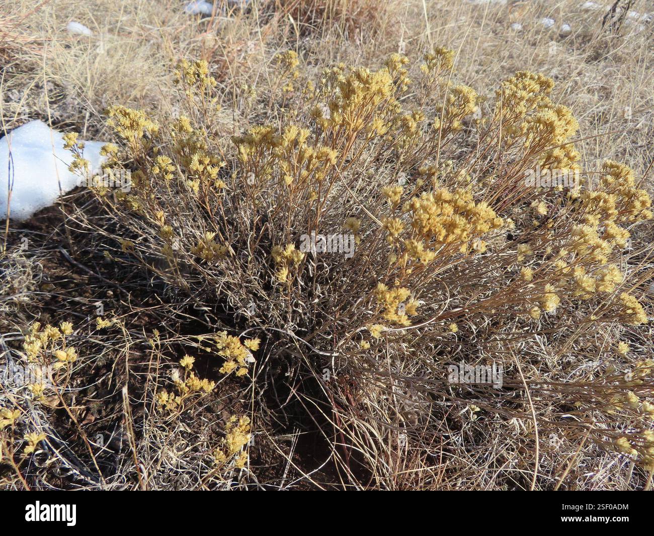 Broom Snakeweed (Gutierrezia sarothrae), Plantae, Custer County, SD ...