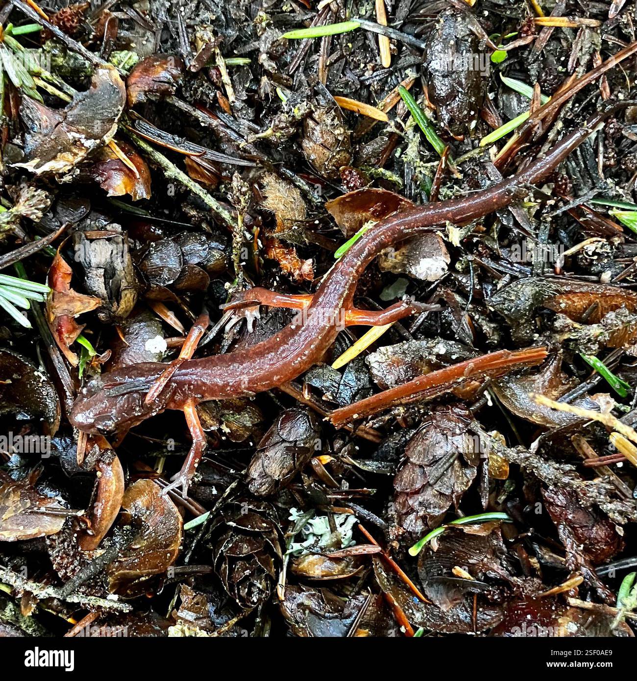 Oregon Ensatina (Ensatina eschscholtzii oregonensis), Amphibia ...