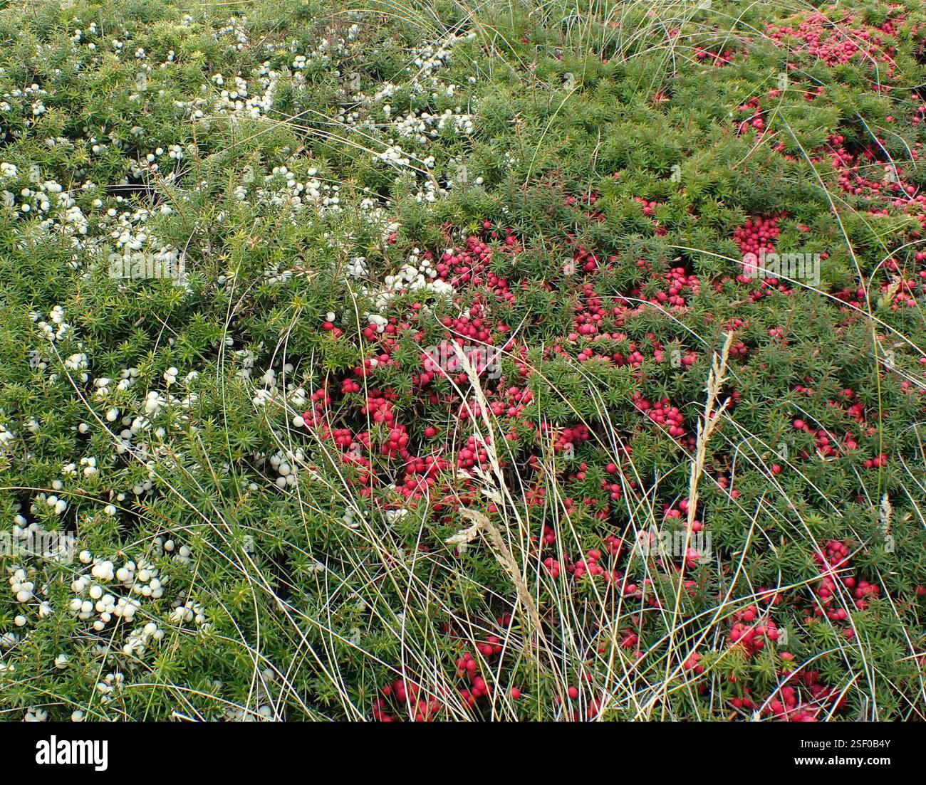 Crimson Berry (Leptecophylla oxycedrus), Plantae, Circular Head ...