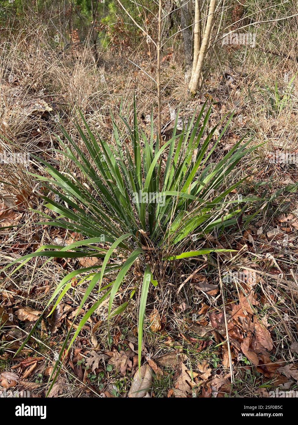 common yucca (Yucca filamentosa), Plantae, Torreya State Park, Bristol ...