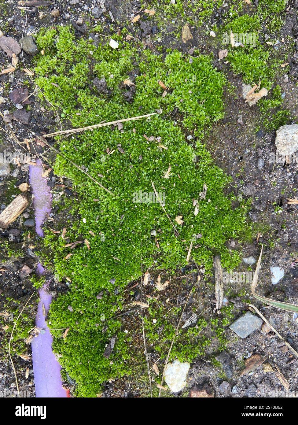joint-toothed mosses (Bryopsida), Plantae, Waterfront Dr, Los Angeles ...
