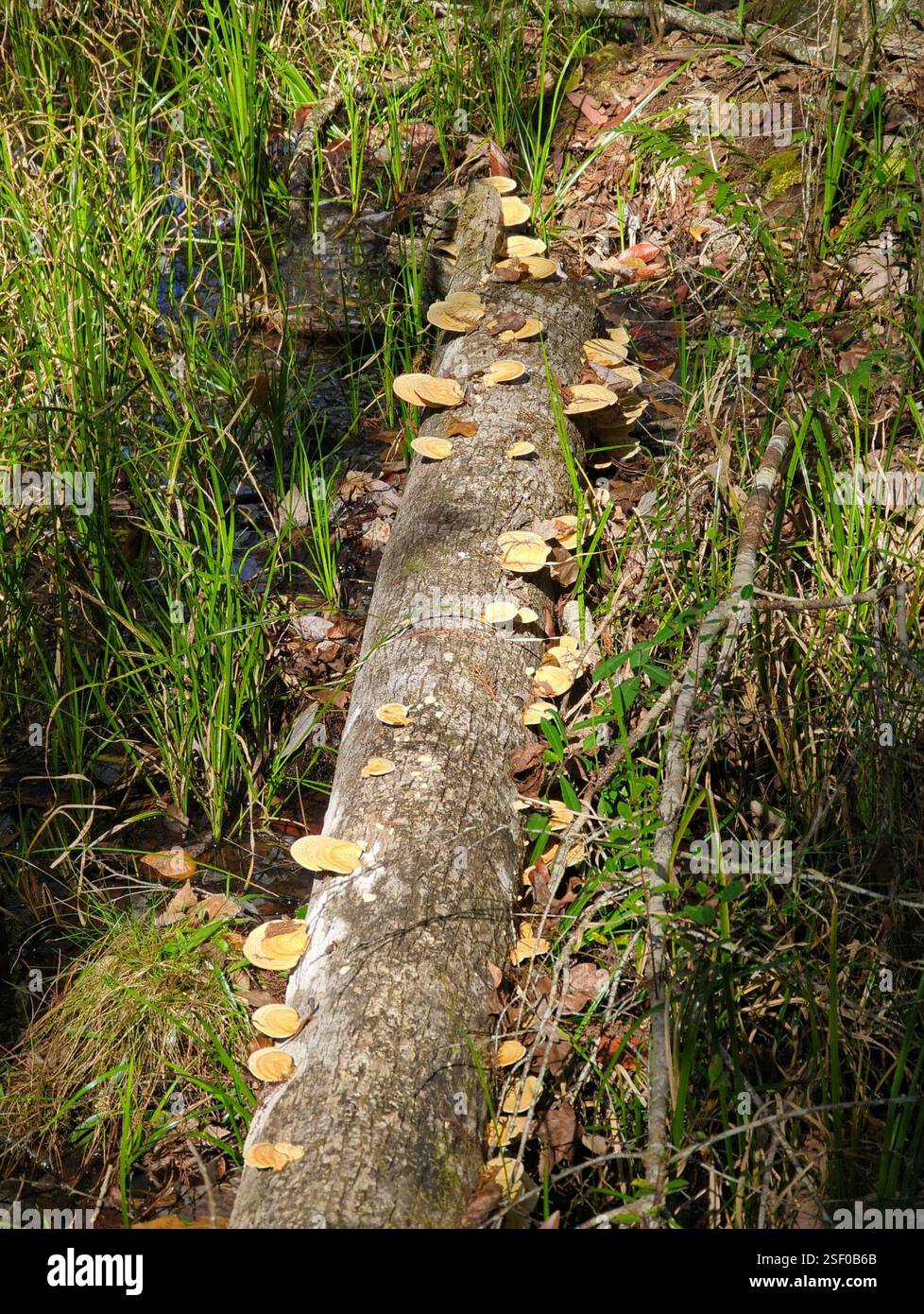 shelf fungi (Polyporales), Fungi, Chassahowitzka Wildlife Management ...