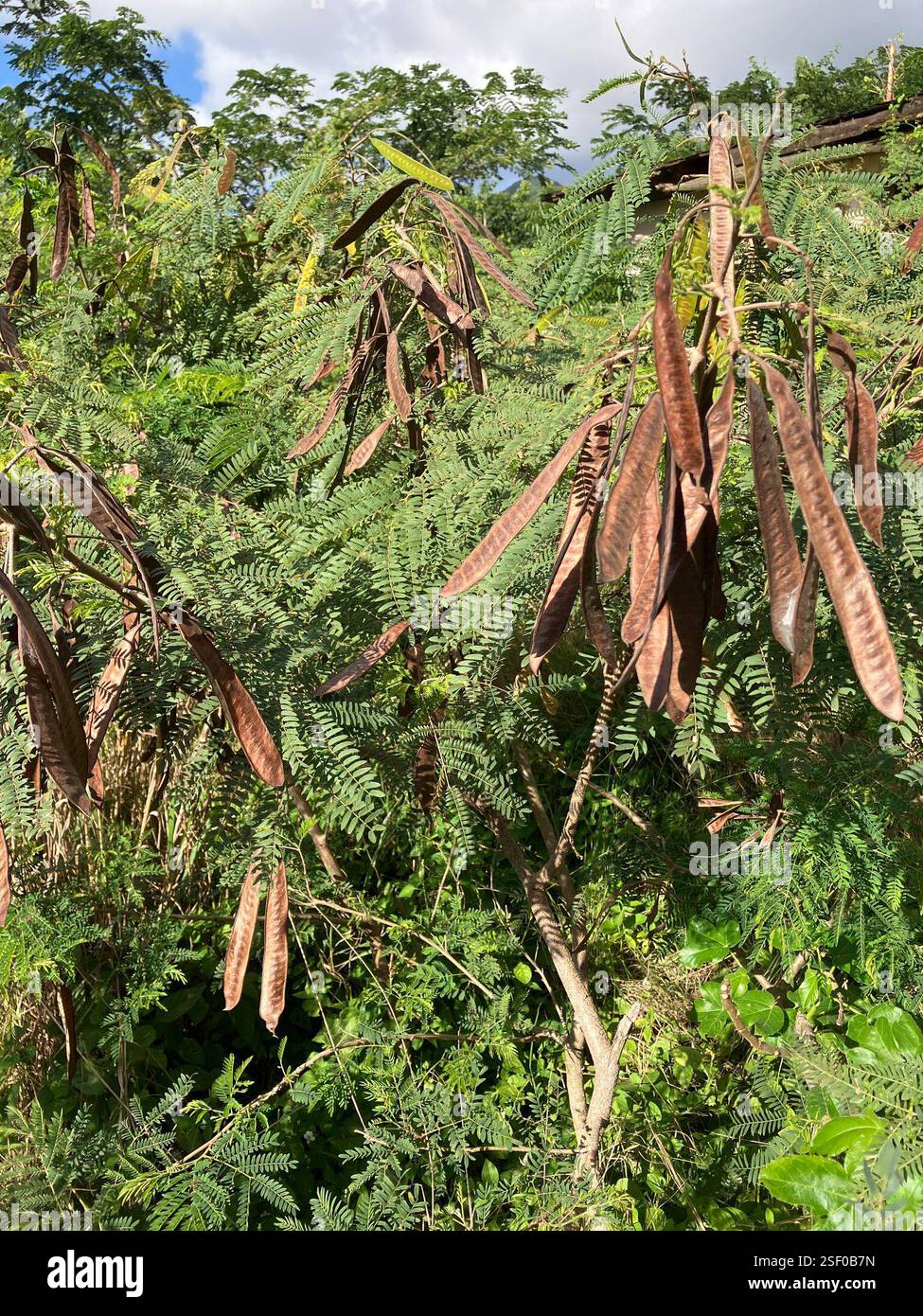 White leadtree (Leucaena leucocephala), Plantae, Saint Anthon, MS Stock ...