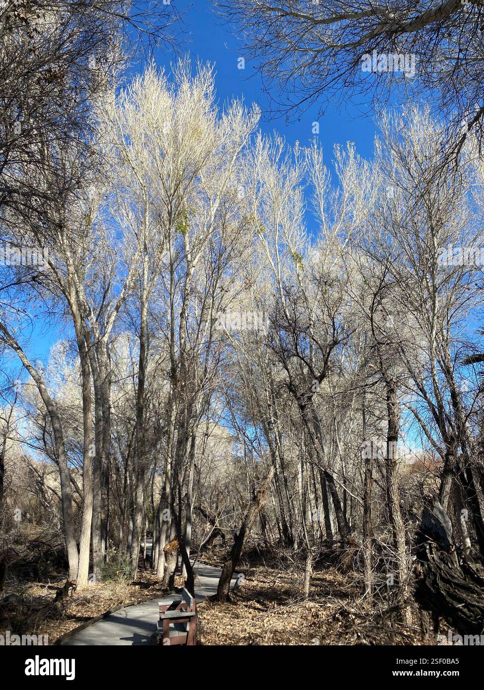 Fremont Cottonwood (Populus fremontii), Plantae, Big Morongo Canyon ...