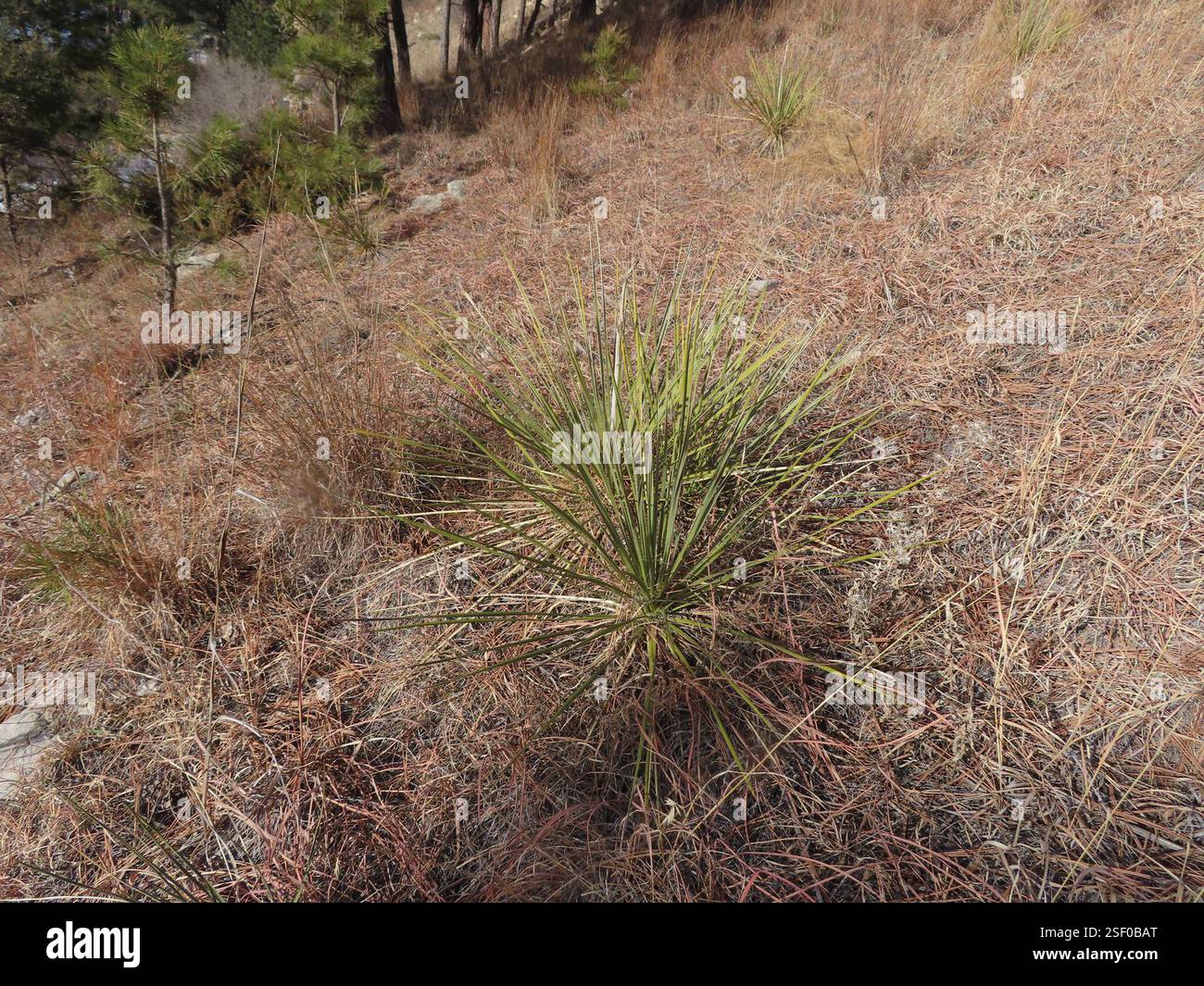 Great Plains yucca (Yucca glauca), Plantae, Custer County, SD, USA ...