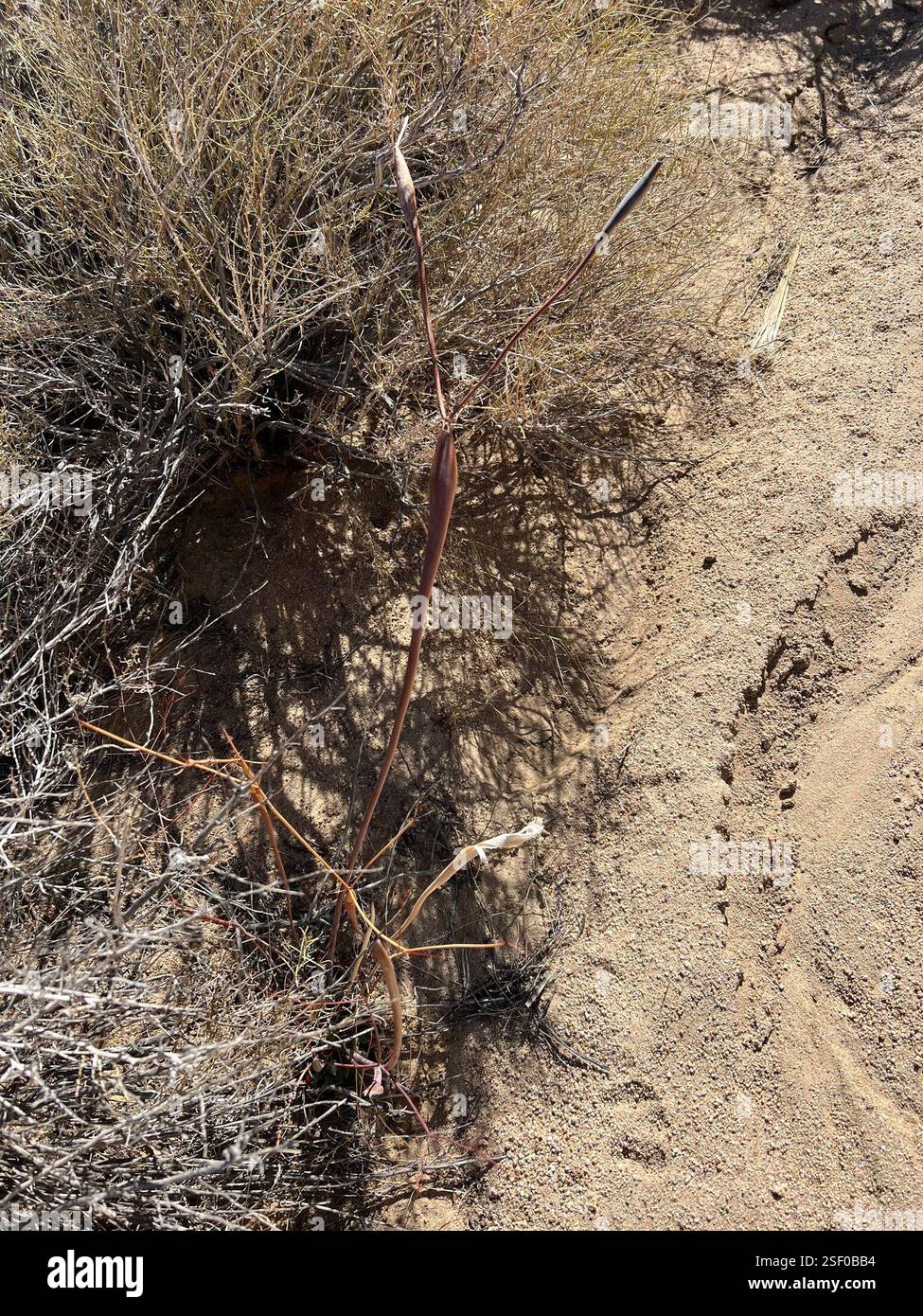 Desert Trumpet (Eriogonum inflatum), Plantae, Riverside County, CA, USA ...
