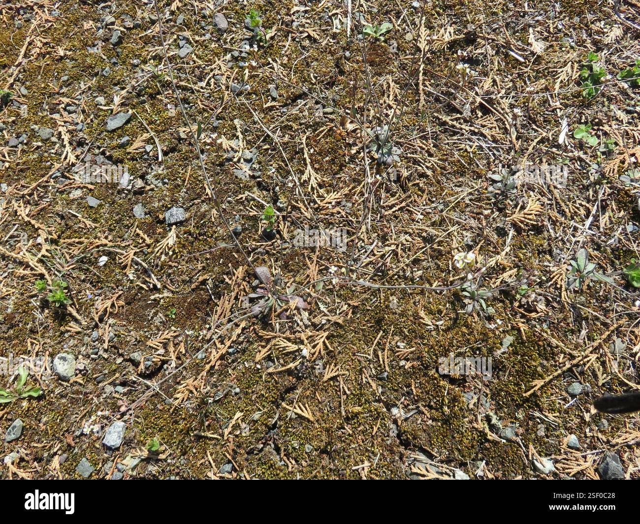 mouse-ear cress (Arabidopsis thaliana), Plantae, Manapouri 9679, New ...