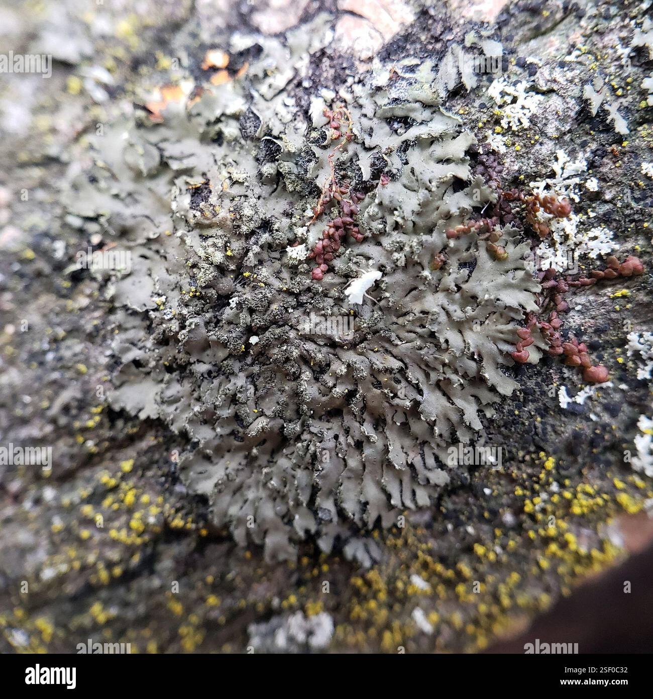 Orange-cored Shadow Lichen (Phaeophyscia rubropulchra), Fungi, Hilton Falls Conservation Area ...